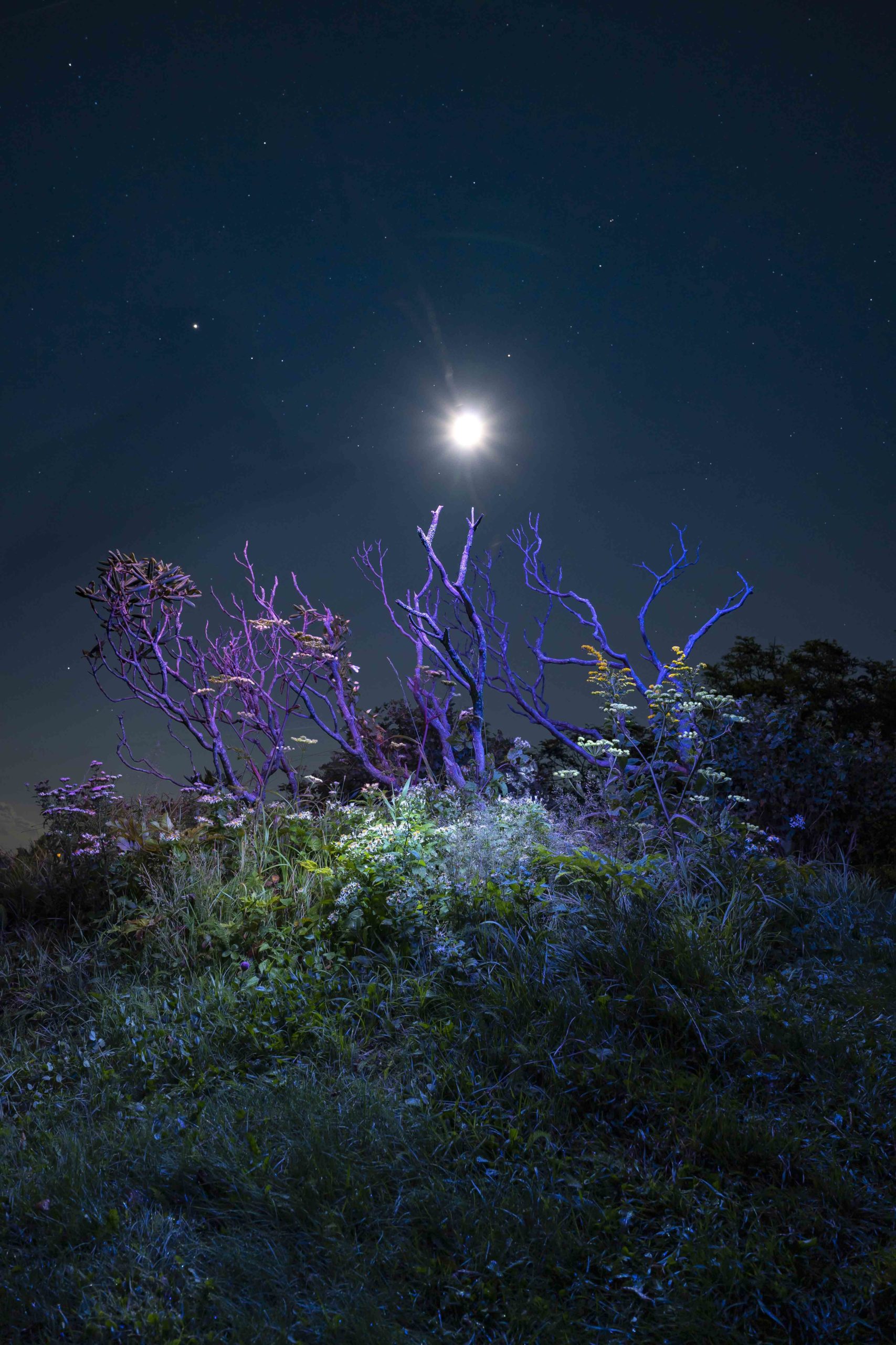 Midnight Goddess – Daniel Iyari